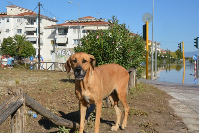 Οι σημαντικότερες καινοτομίες του pet.gov.gr που τέθηκε σε λειτουργία ...